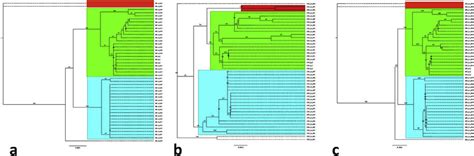 The Phylogenetic Analysis Of The H Capsulatum Colombian Isolates All