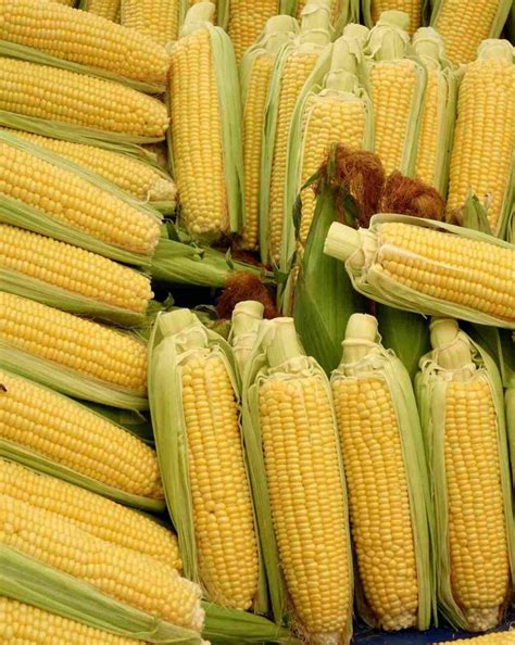 Growing Hydroponic Corn A Full Guide Gardening Tips