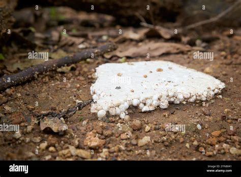 White Styrofoam Thrown Or Lying On Dirt Ground Outdoor Environmental