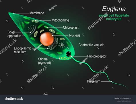 Anatomy Euglena Labeled Diagram Eukaryotic Cell Stock Illustration