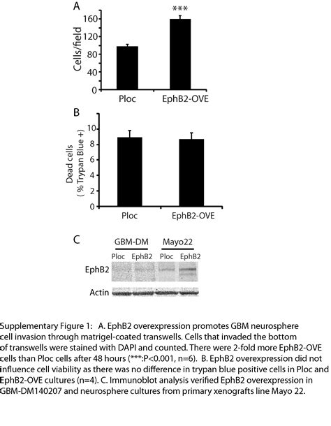 Ephb2 Receptor Controls Proliferationmigration Dichotomy Of