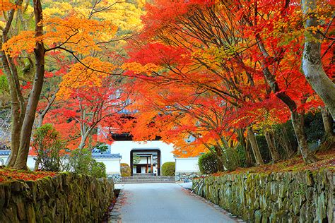 興聖寺 紅葉