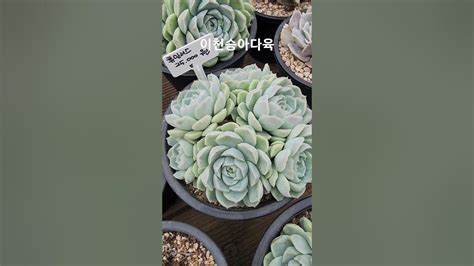 이천승아다육😘온라인 다육판매😎 간편한 문자주문 빠른배송 친절한 전화상담 5만원이상 무료배송 다육이 다육식물 다육판매