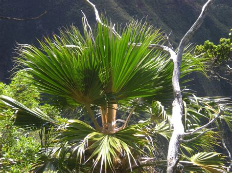 Division Of Forestry And Wildlife Forestry Program Loulu