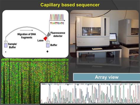 Next Generation Sequencing Technologies And Their Applications In Ornamental Crops Pptx