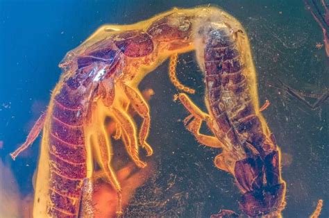 Frozen Behaviors In Amber Fossils How To Reconstruct Mating Behavior Of Long Extinct Termites