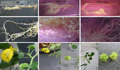 Phenotype Comparison Of T 1 Transgenic Lines With Modified Expression