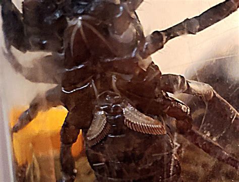 time for everyone s favorite game sex that afs r scorpions