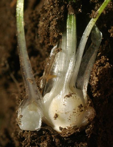 Isoetes Minima Burke Herbarium Image Collection