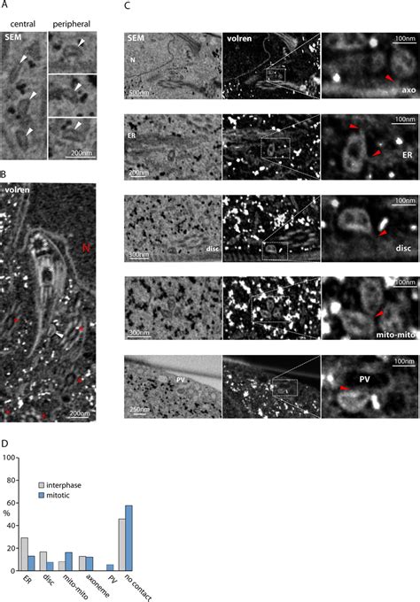 FIB SEM Imaging Of Mitosomes Reveals Contacts With Other Cellular Download Scientific Diagram