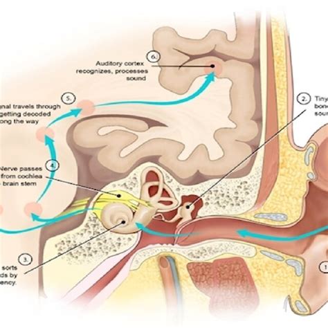 Auditory Processing System Accessed At Download Scientific Diagram