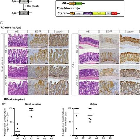 Evaluation Of Impaired Apc Function After Genome Editing In Adult