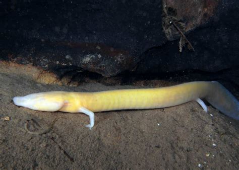 Entering The World Of The Bizarre Olm