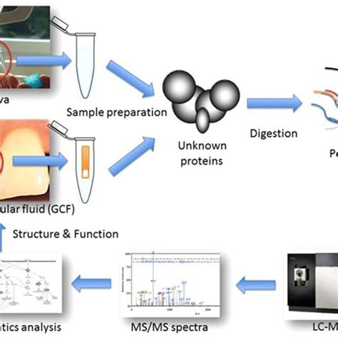 Workflow For Shotgun Proteome Analysis Of Gingival Crevicular Fluid Download Scientific Diagram