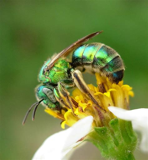 Sweat Bees Minnesota Bees · Inaturalist