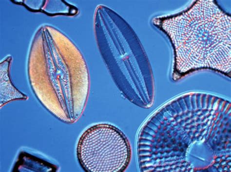 Diatoms Online Making The Invisible Visible