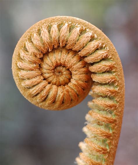 Real Life Fibonacci Sequence In Nature Golfsquared