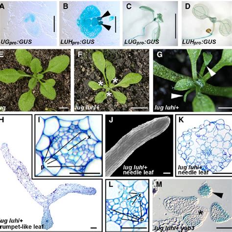 Leaf Polarity And Meristem Defects Of Lug Luh Plants Download
