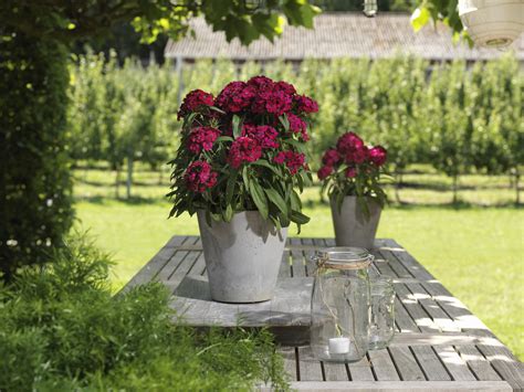 Dianthus Dart Raspberry Ball