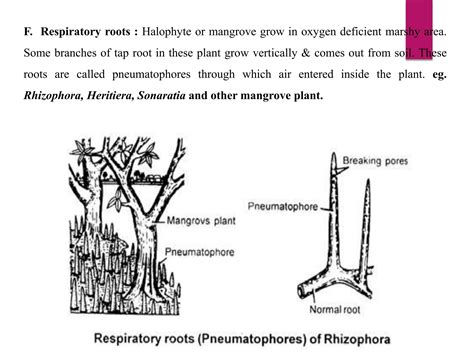 Lec 5 Root Morphology Pptx