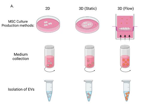 Nurexone Biologic 公司宣布细胞外囊泡功能取得进展，增强了药效和细胞摄取能力，有望实现更好的药物递送 生产 技术 反应