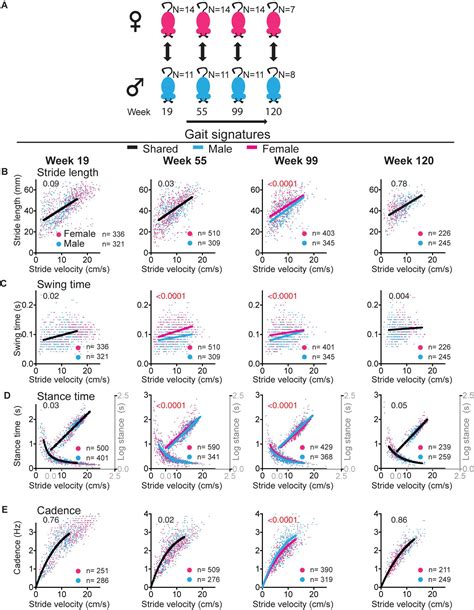 frontiers shifts in gait signatures mark the end of lifespan in mice