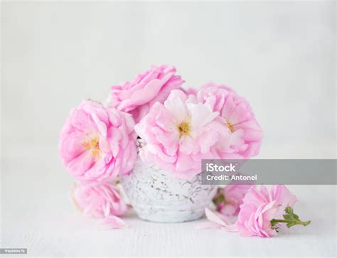 밝은 회색 배경에 점토 항아리에 옅은 분홍색 장미 꽃다발 차 장미 0명에 대한 스톡 사진 및 기타 이미지 0명 고풍스런 공휴일 Istock