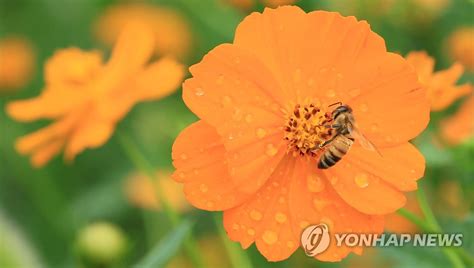 노랑코스모스 꿀 따는 벌 연합뉴스