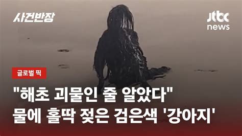 해변에 나타난 정체불명의 검은 물체물에 홀딱 젖은 검은색 강아지 Jtbc 사건반장 Youtube
