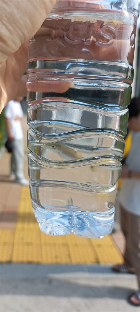 계곡에서 잡은 물고기 종류 지식in