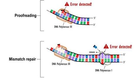Dna Replication And Rna Transcription Process Biochemistry Iii