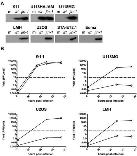 Reovirus Mutant Jin 1 Can Infect Cell Lines That Resist Wt T3d Reovirus