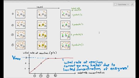 3 5 Effect Of Substrate Concentration On Enzyme Activity Cambridge As