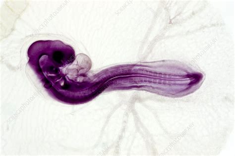 Chicken Embryo Light Micrograph Stock Image C001 0706 Science