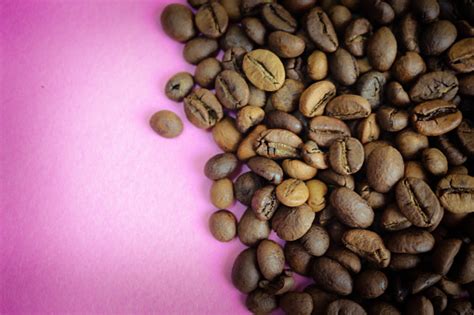 아름 다운 질감의 갓 선택한 맛 있는 풍부한 갈색 자연 향기로운 커피 나무 곡물 Arabica 커피 콩 Robusta 구이 평평 하다 고 분홍색 자주색 배경에 공간 복사 0