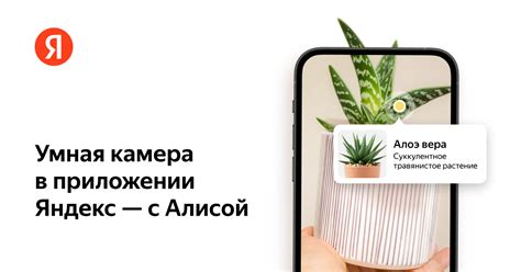 Поиск по фото — узнать растение животное определить товар через