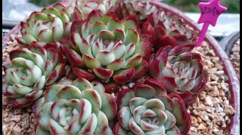 다육이키우기succulents 다육식물多肉植物인기동영상 숙다육티비 치치코코 Youtube
