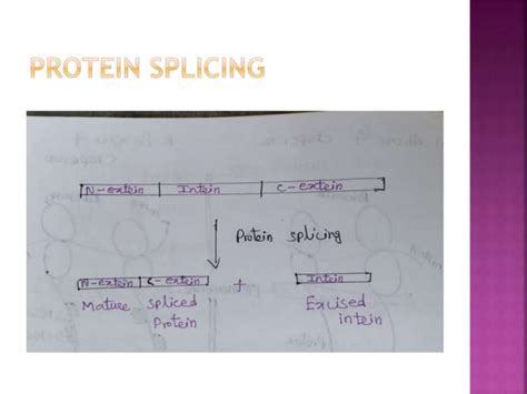 Post Translational Modification Ptm Protein Modifications Pptx