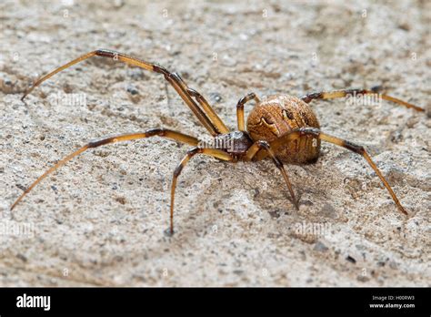 Brown Widow Spider