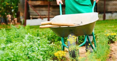 Лунный календарь огородника и садовода на июнь 2024 список посевных дней месяца Погода Mail