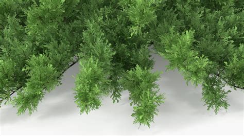 Savin Juniper Large Shrub Green 3d Model 34 3ds Blend C4d Fbx Max Ma Lxo Obj Free3d