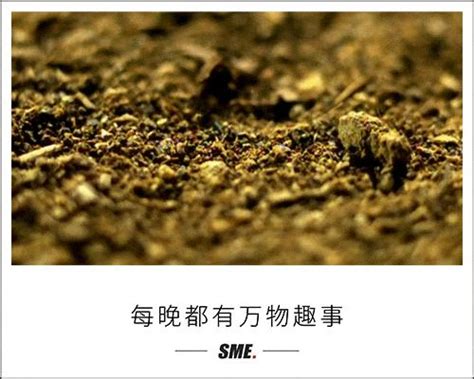 明知道石楠花的味道令人尴尬，为什么我们还那么爱种它？ 知乎