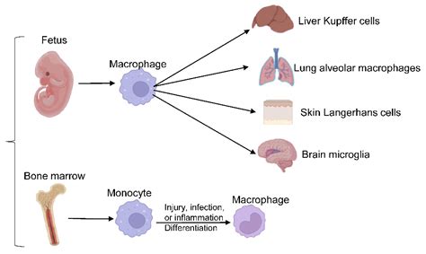 Macrophage Meta Inflammation And Inflammaging Encyclopedia MDPI