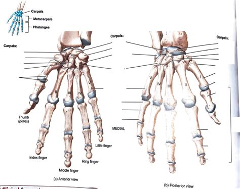 Carpals Metacarpals Phalanges Diagram Quizlet