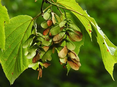 Striped Maple Changing Sex In The Understory Learn Your Land