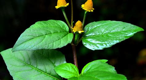 Acmella Paniculata Wall Ex Dc R K Jansen By Joby Paul On 13 August 2013