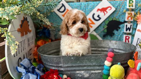 Theo Cavapoochons R Us