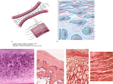 Cartilage Diagram Quizlet