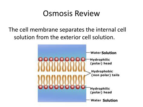 Osmosis Diffusion Review Cell Transport Concepts