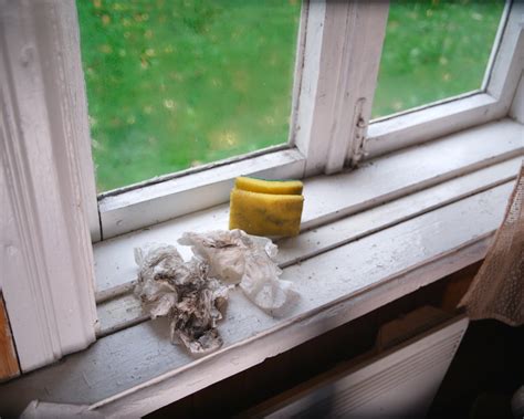 Convergent Evolution Examples And Definition Evidence Network